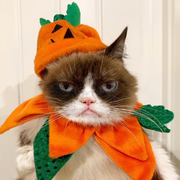 Топ-8 фото знаменитой кошки-мема Grumpy Cat - LeMonade