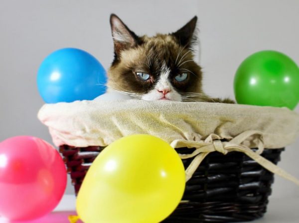 Топ-8 фото знаменитой кошки-мема Grumpy Cat - LeMonade